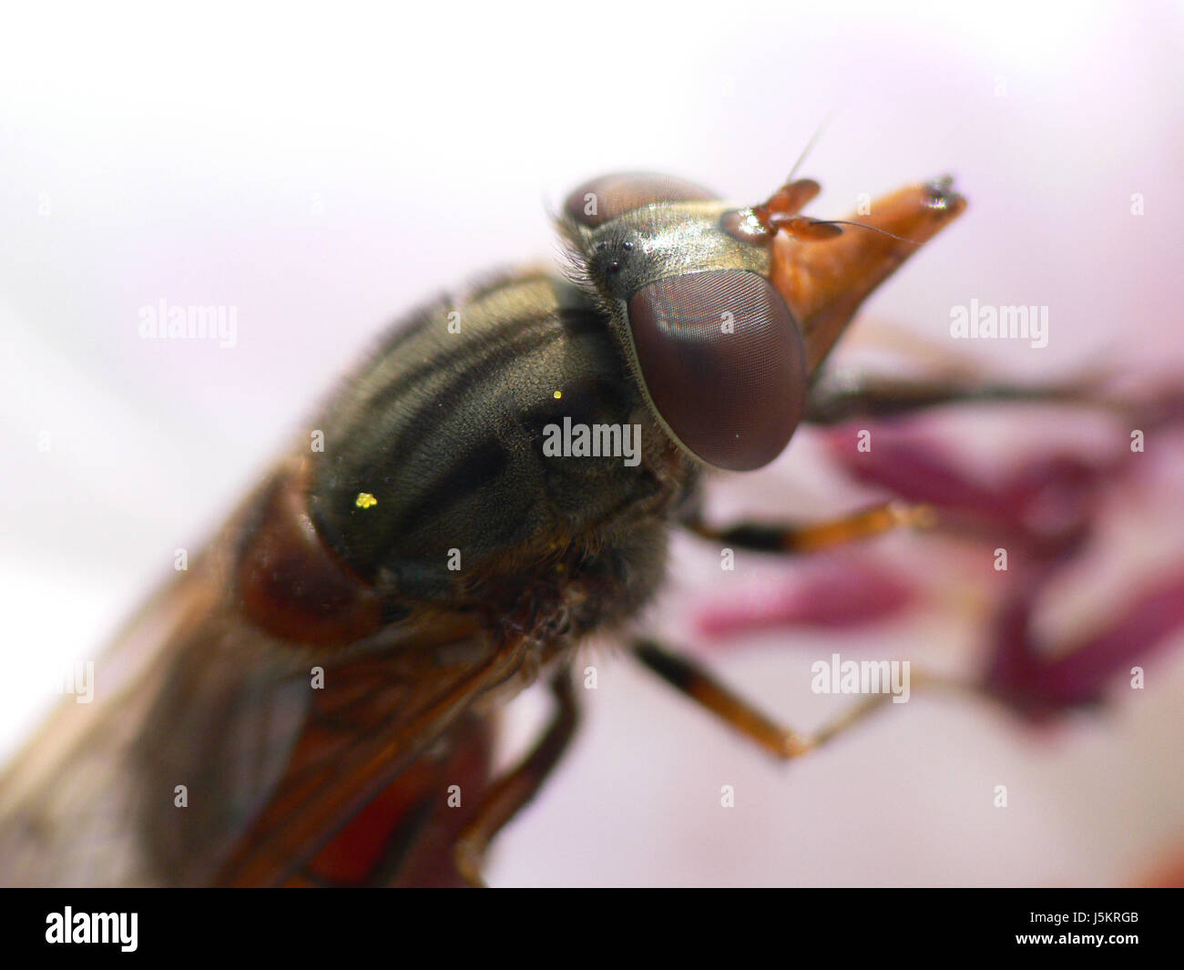 Diptera zweiflgler hi-res stock photography and images - Alamy