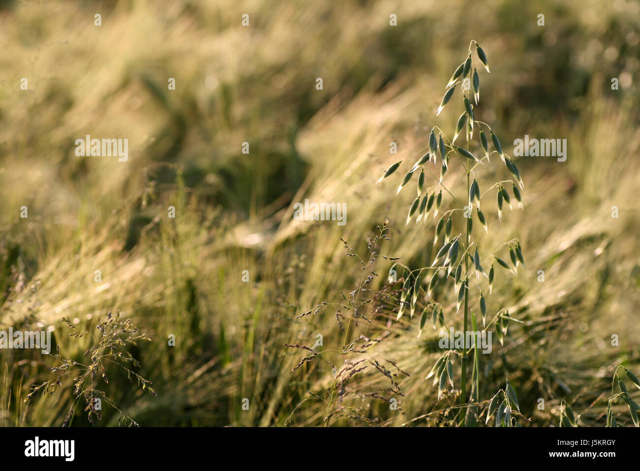 agriculture field weed grain field barley field oats grain cereal ...