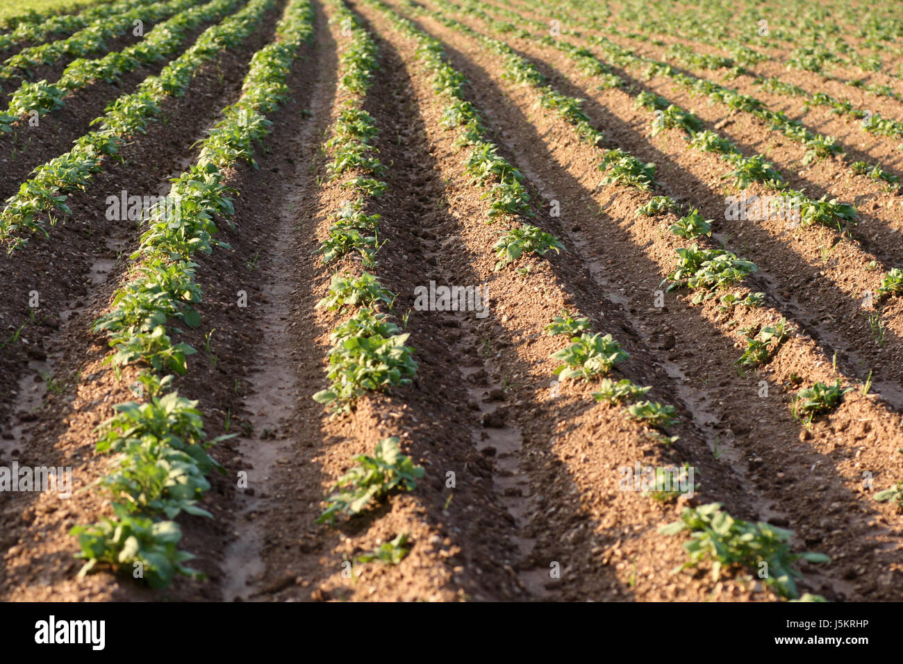 agriculture farming field acre field crop furrows potatoes potato ...