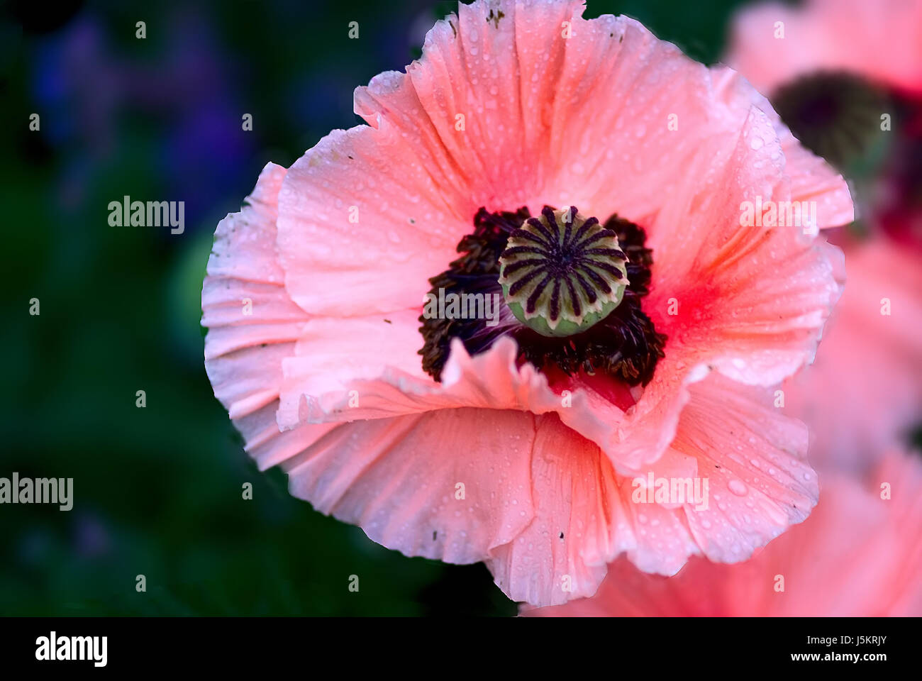 flower plant poppy material drug anaesthetic addictive drug rosa mohn ...