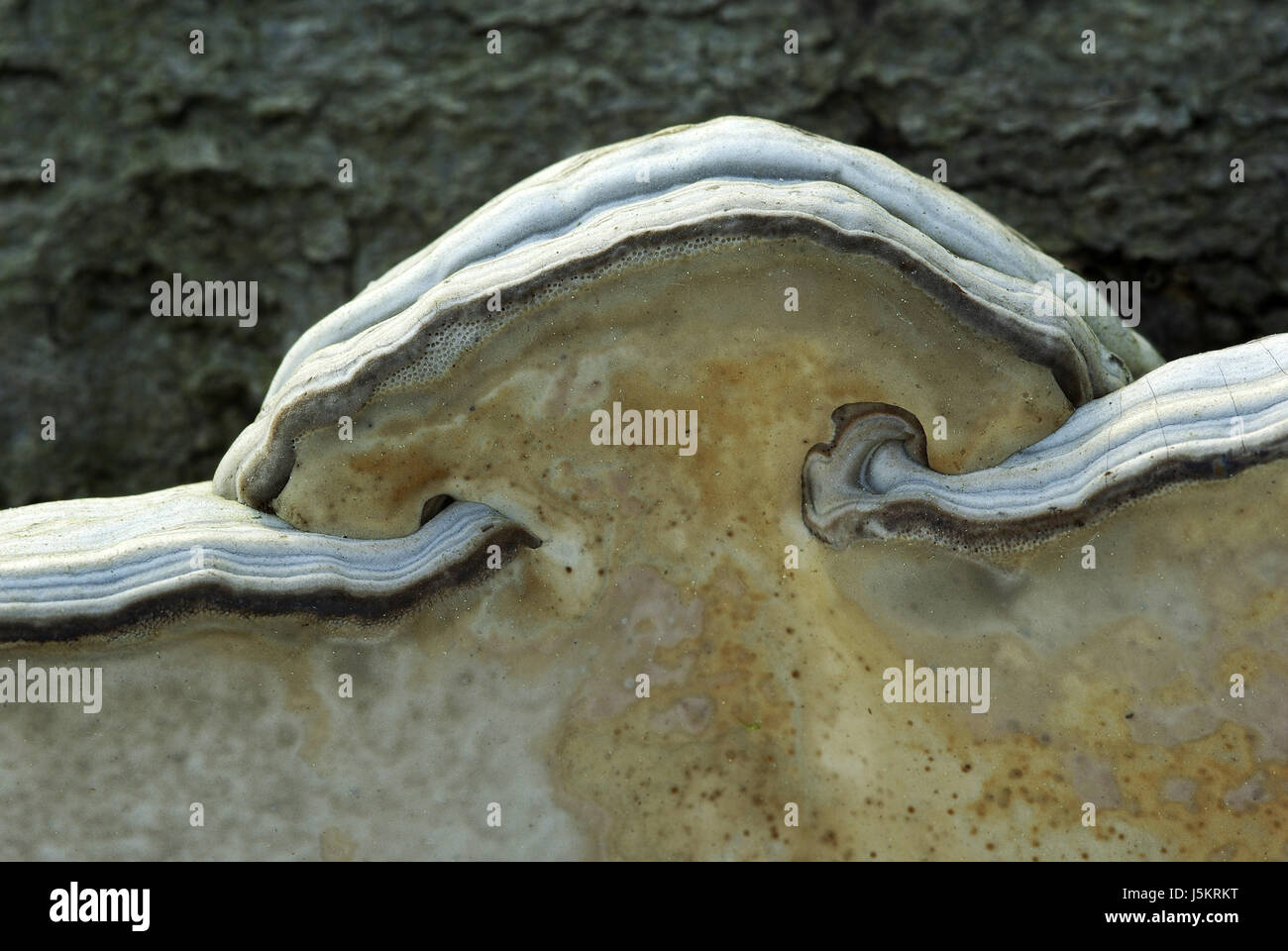 tree bark decompose mushroom fungus moldy biology rotten dismantling ...