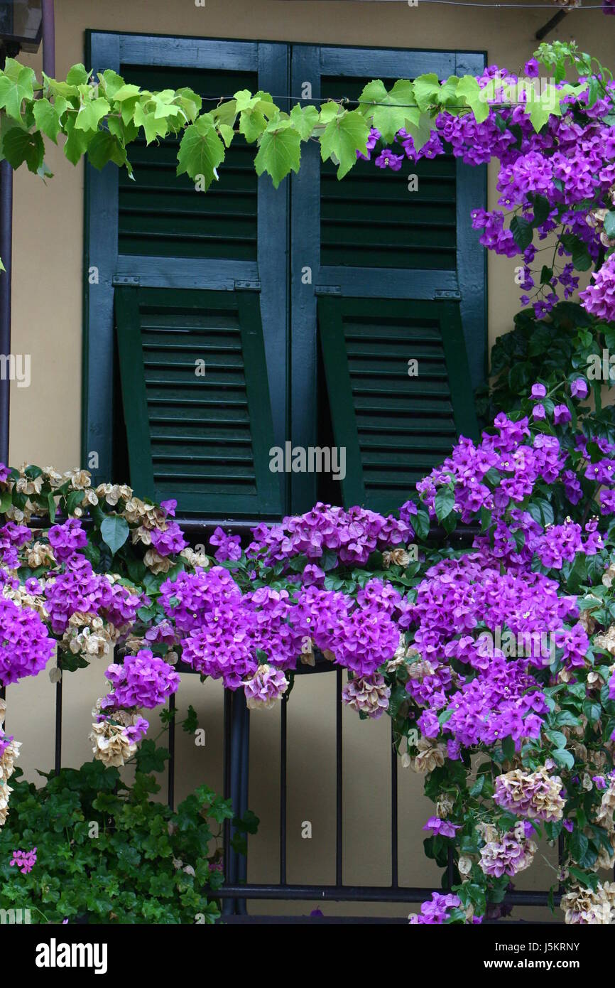 window porthole dormer window pane cirrus purple shutters shutter shops ...