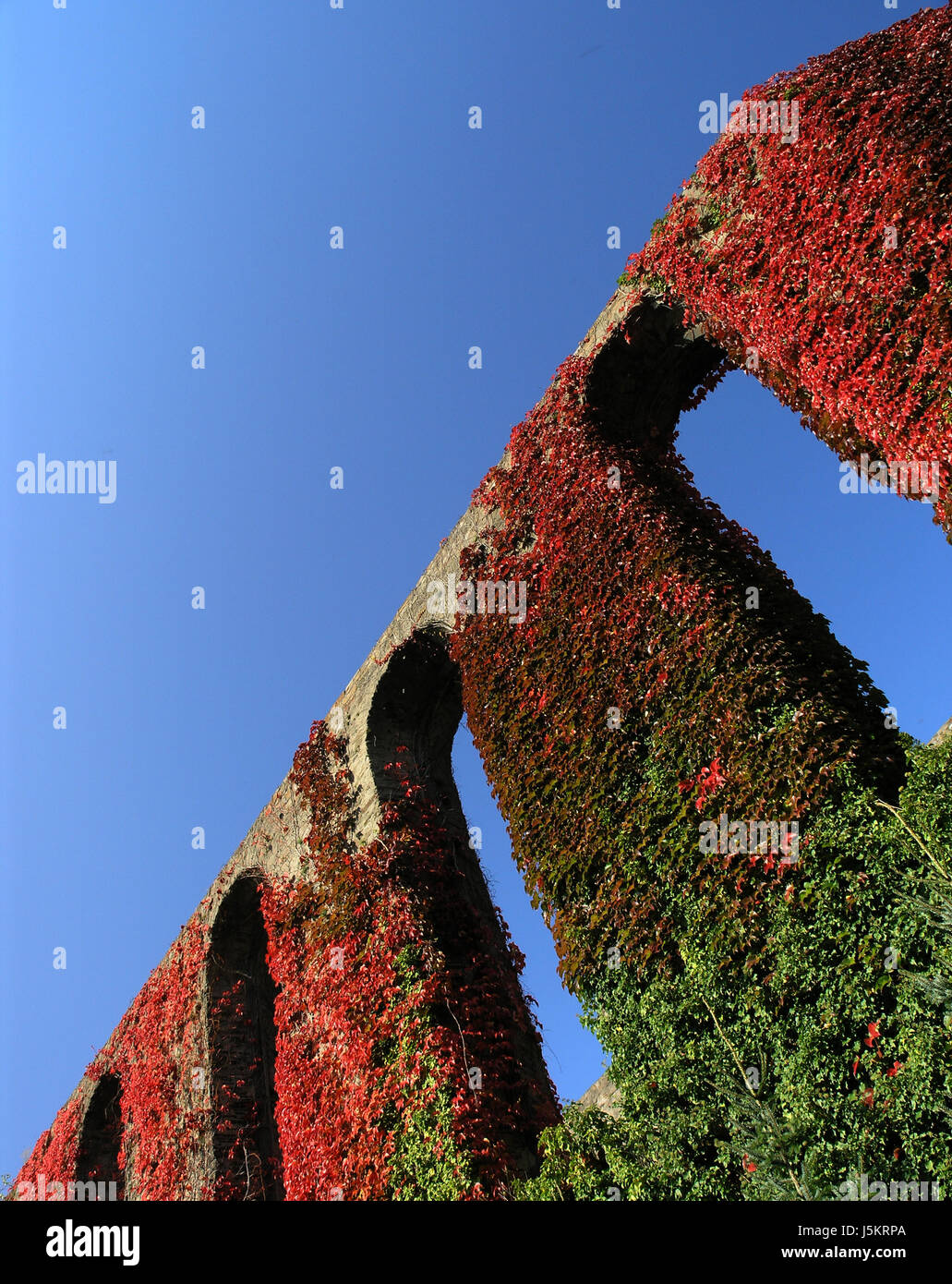 blue leaf leaves diagonal ruin monastery autumn foliage autumn ...