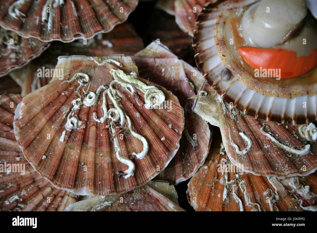 food aliment fauna shell water mediterranean salt water sea ocean ...