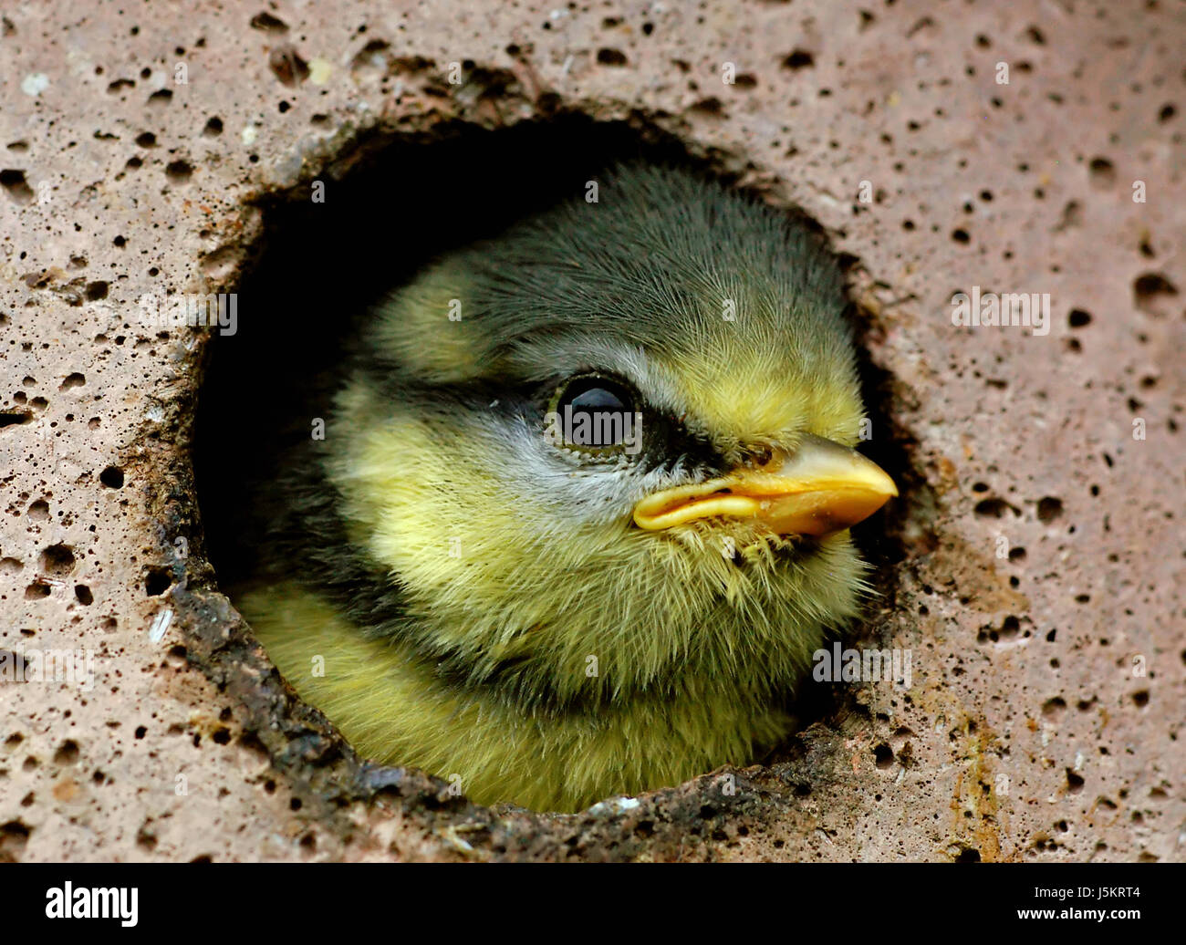 protected sheltered tree garden animal bird curious nosey nosy hunger ...