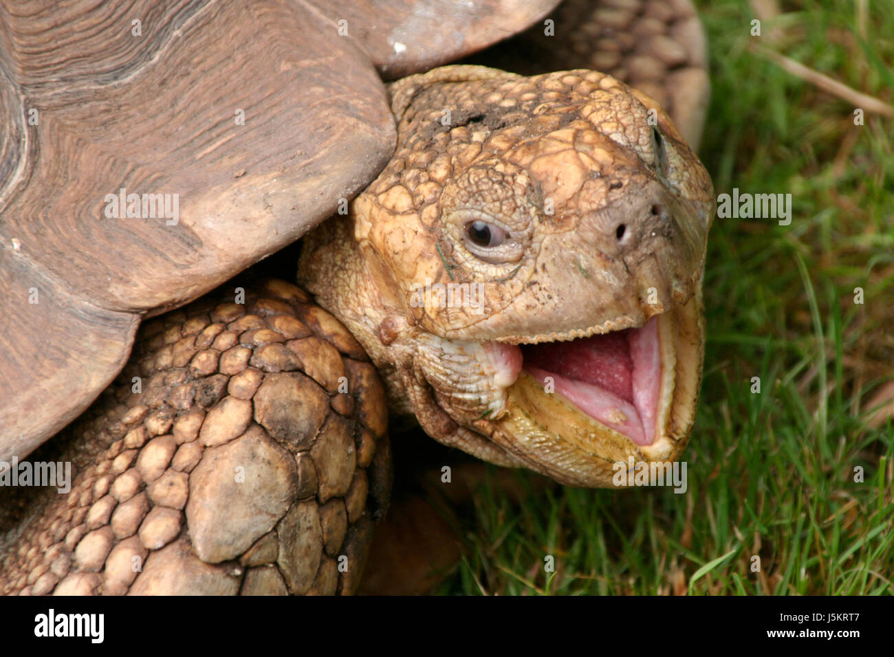 Open turtle hi-res stock photography and images - Alamy