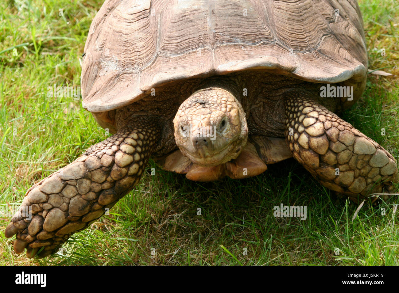 Head armour hi-res stock photography and images - Alamy