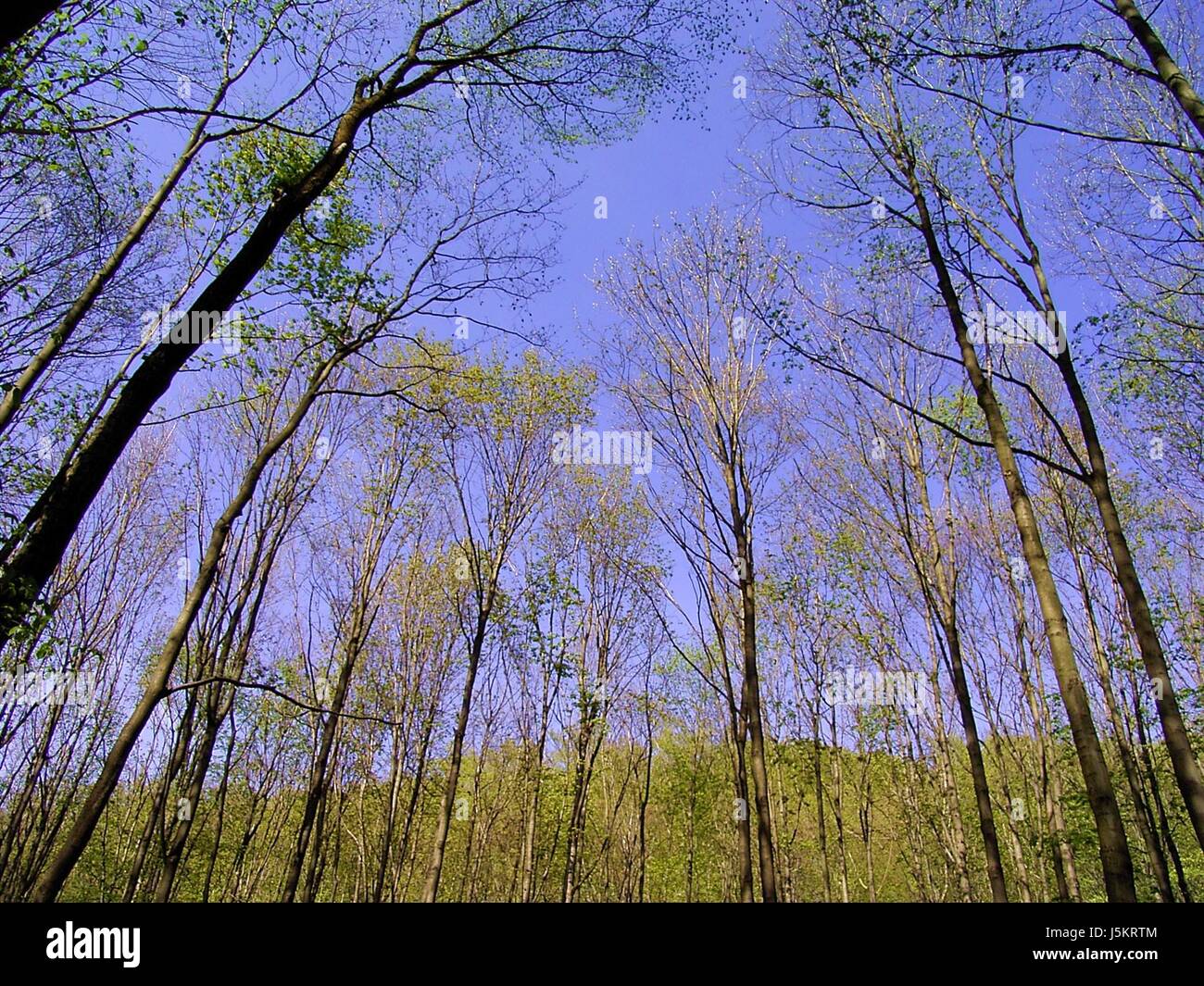 blue tree trees spring vegetation firmament sky unclouded cloudless ...