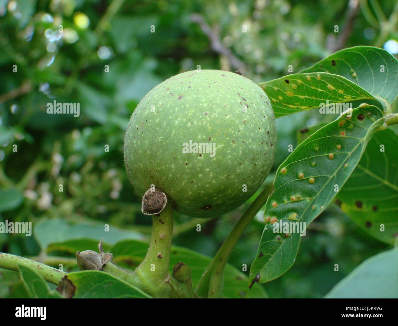 tree garden wood fruit nut gardens walnut forest plant nature juglans ...