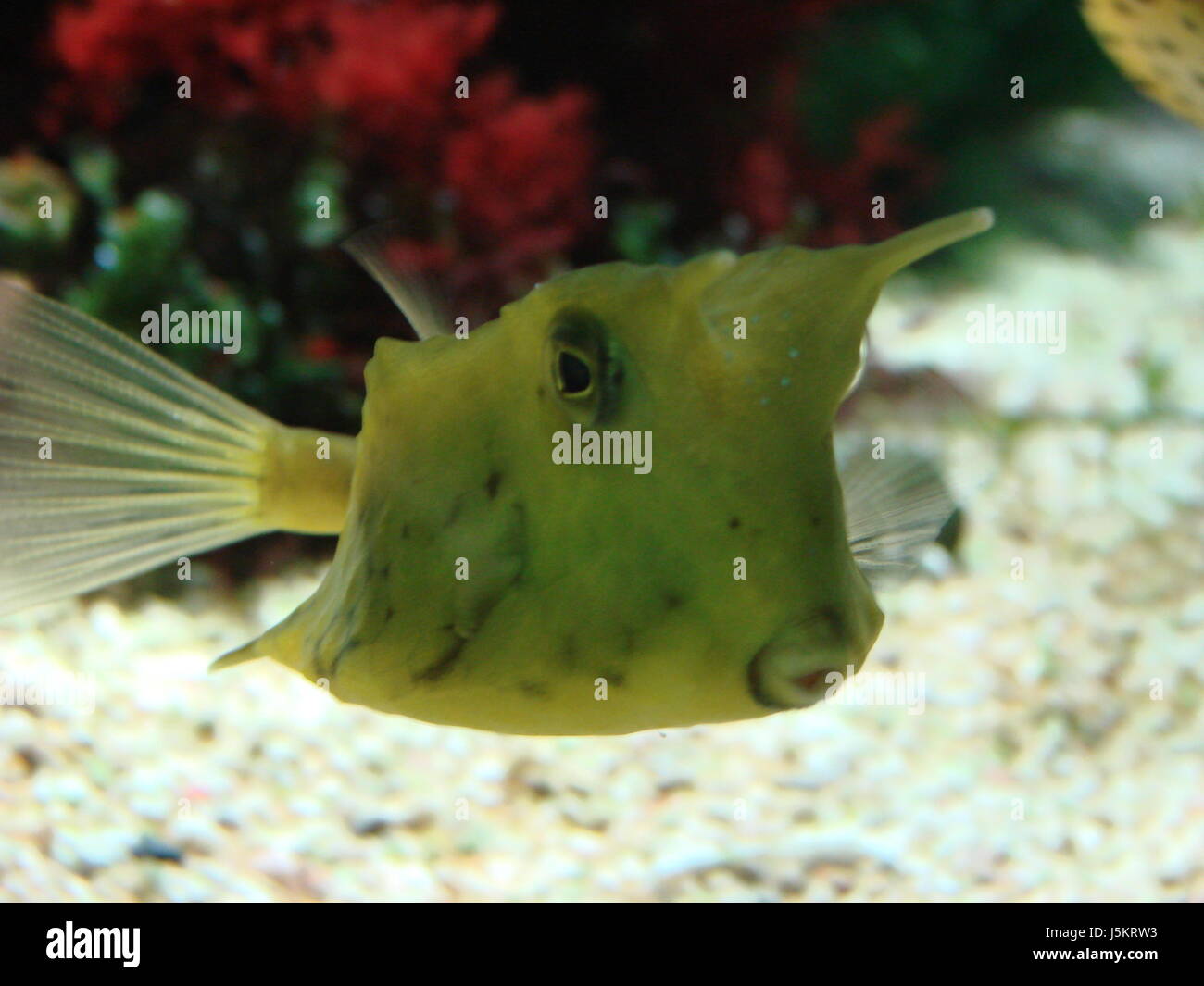aquarium fish sea water salt water sea ocean water lactoria cornuta ...