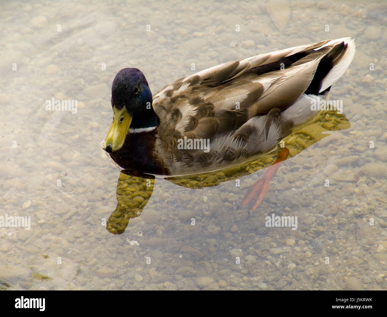 fauna duck mallard fresh water lake inland water water nature ...
