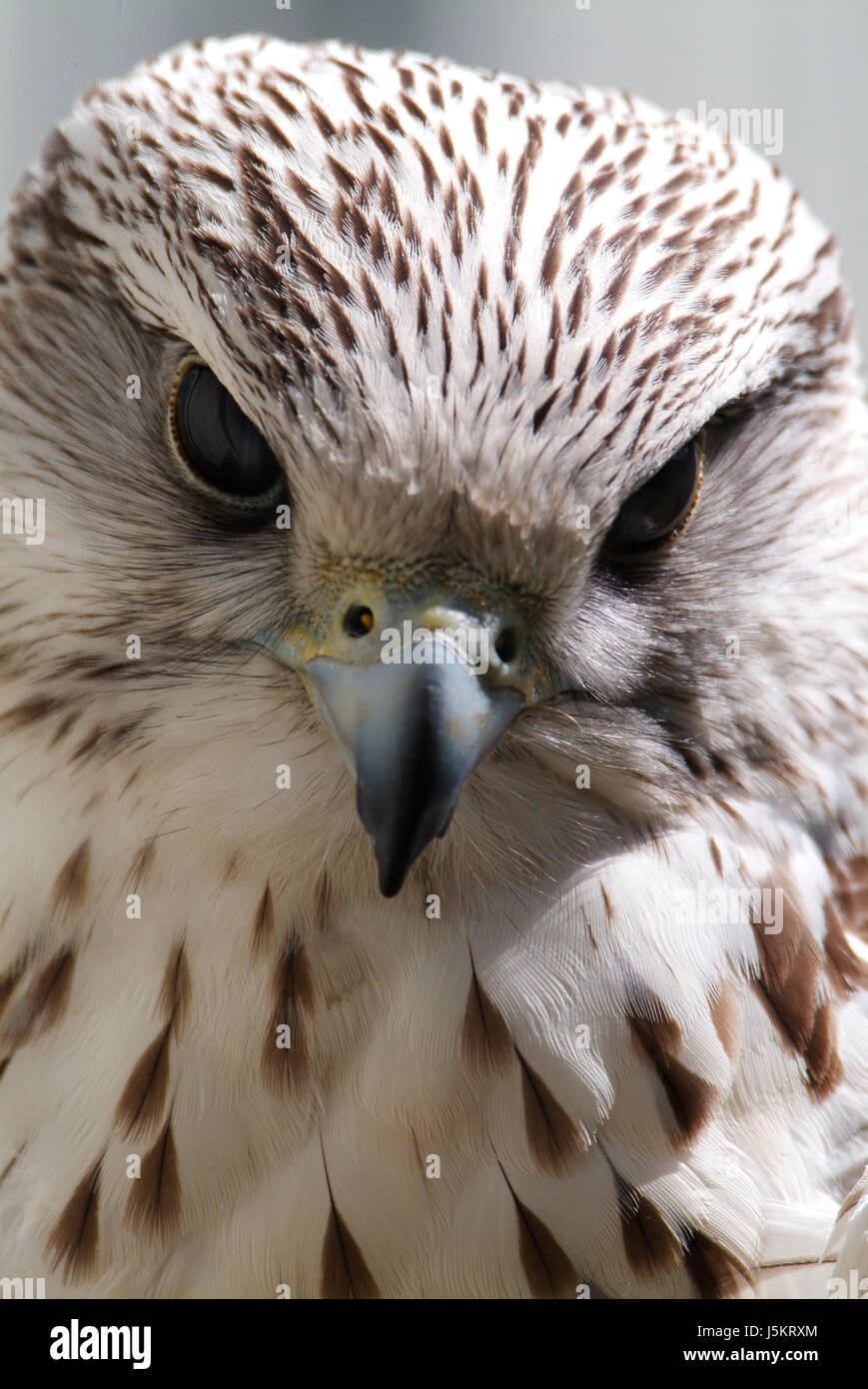 animal bird portrait eye organ birds falcon raptor look glancing see ...