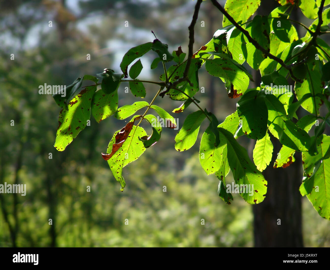 shine shines bright lucent light serene luminous leaf tree green ...