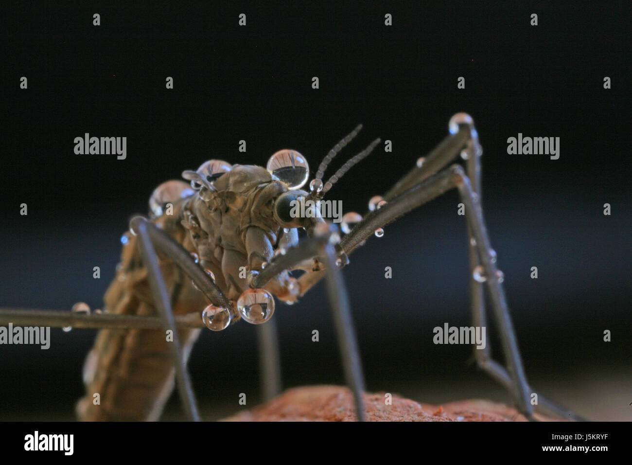 insect insects antenna spinelessly boreidae boreus schnabelfliege ...