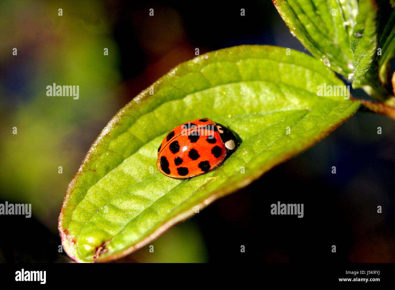 Red insects hi-res stock photography and images - Alamy