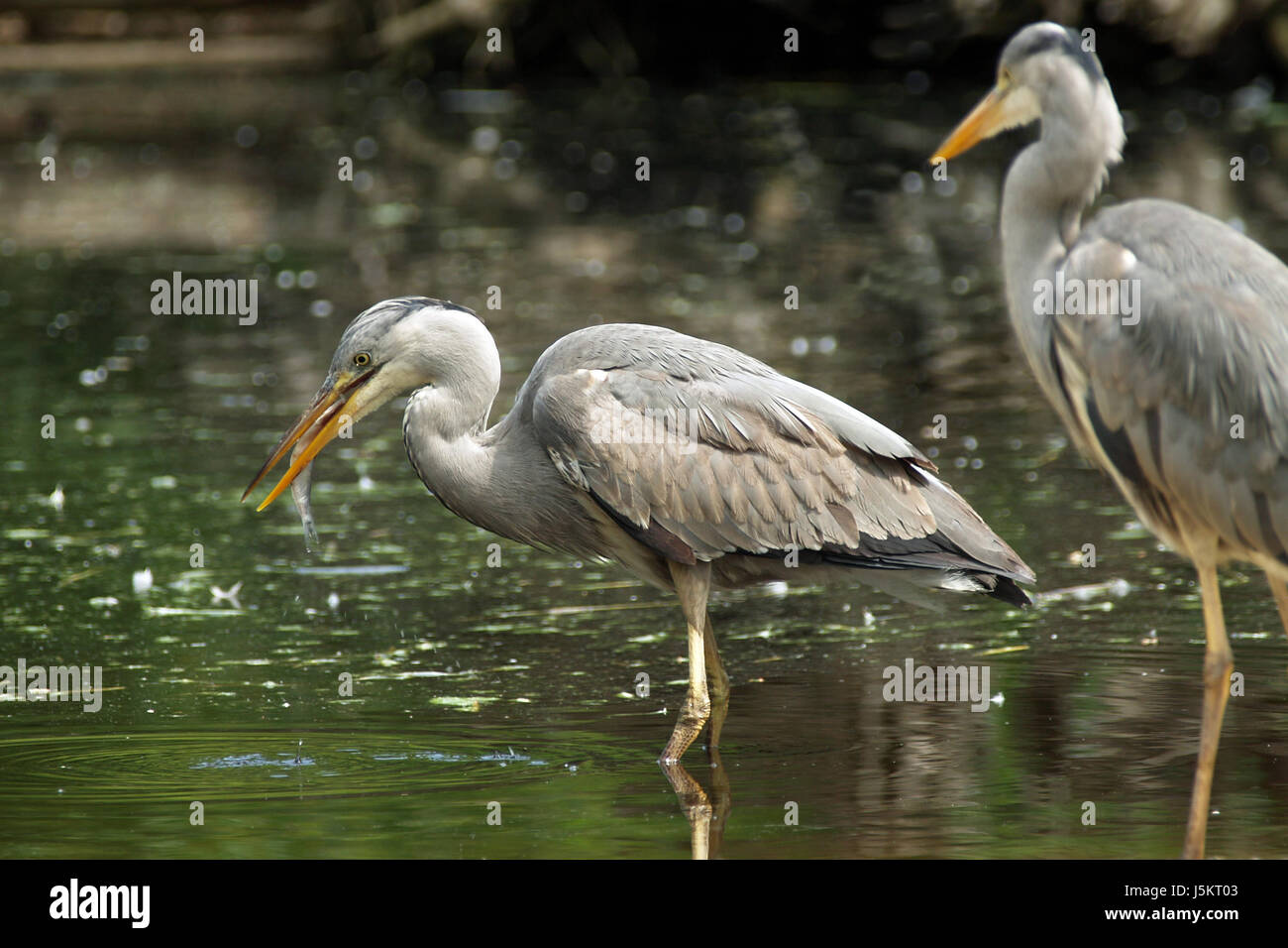 Successful bird hi-res stock photography and images - Alamy