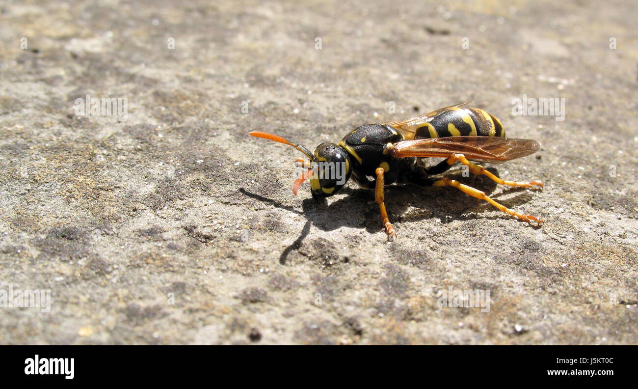 legs insect eye organ black swarthy jetblack deep black eyes wing wasp ...