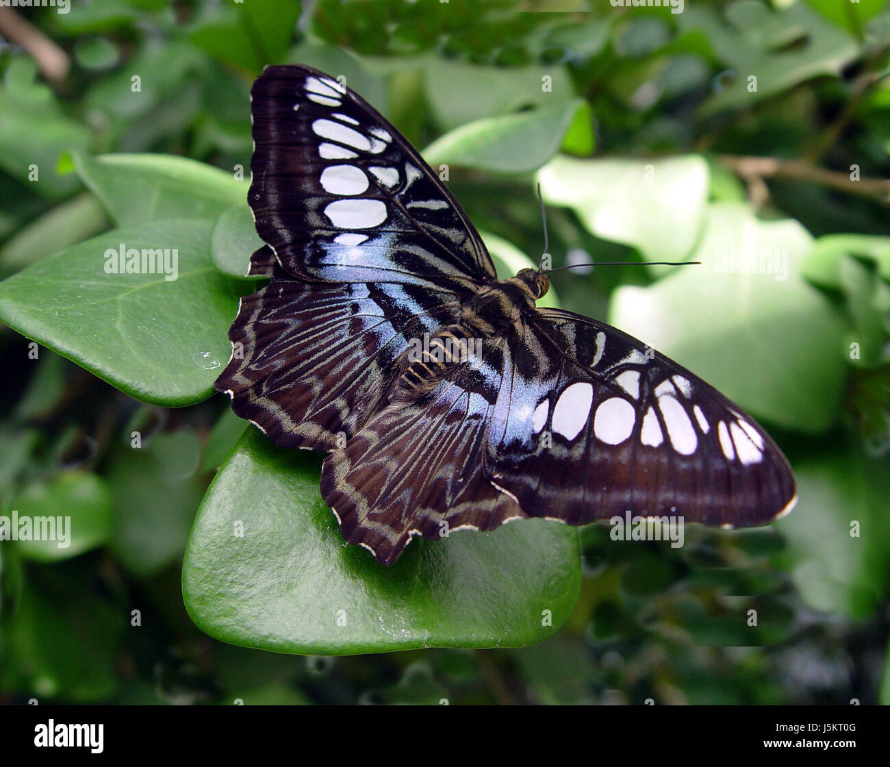 Dormant butterfly hi-res stock photography and images - Alamy