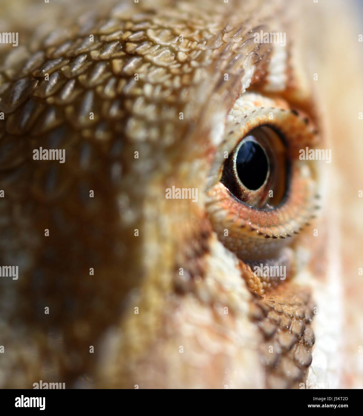 bearded dragons eye Stock Photo - Alamy