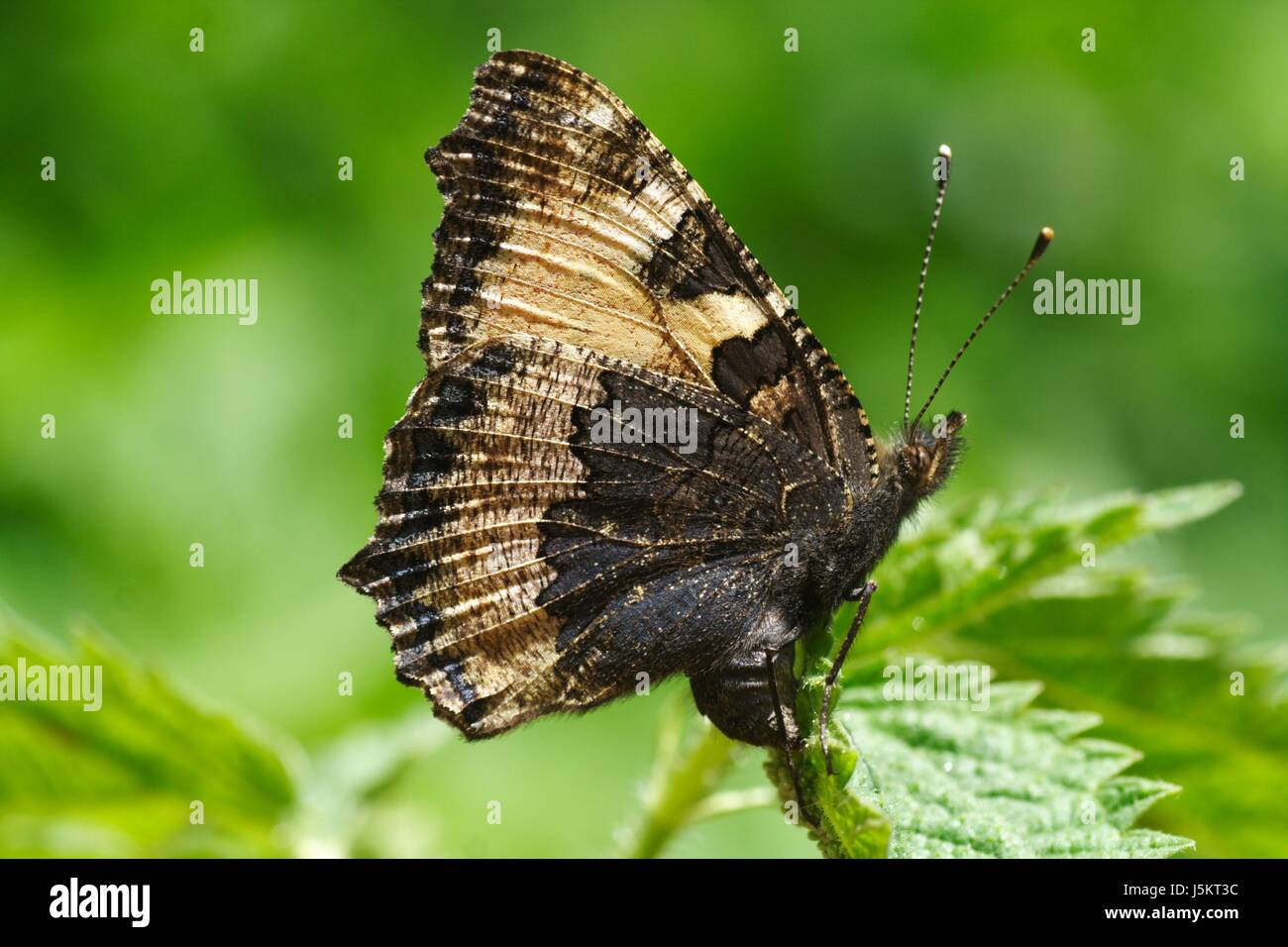 green butterfly small tiny little short spring offspring moth fox egg ...