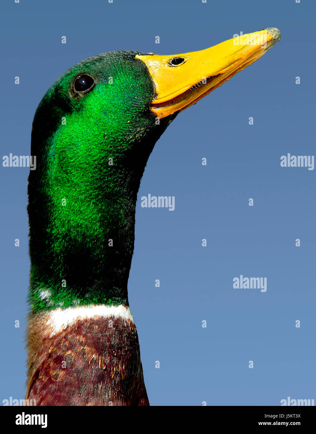 Long necked birds hi-res stock photography and images - Alamy