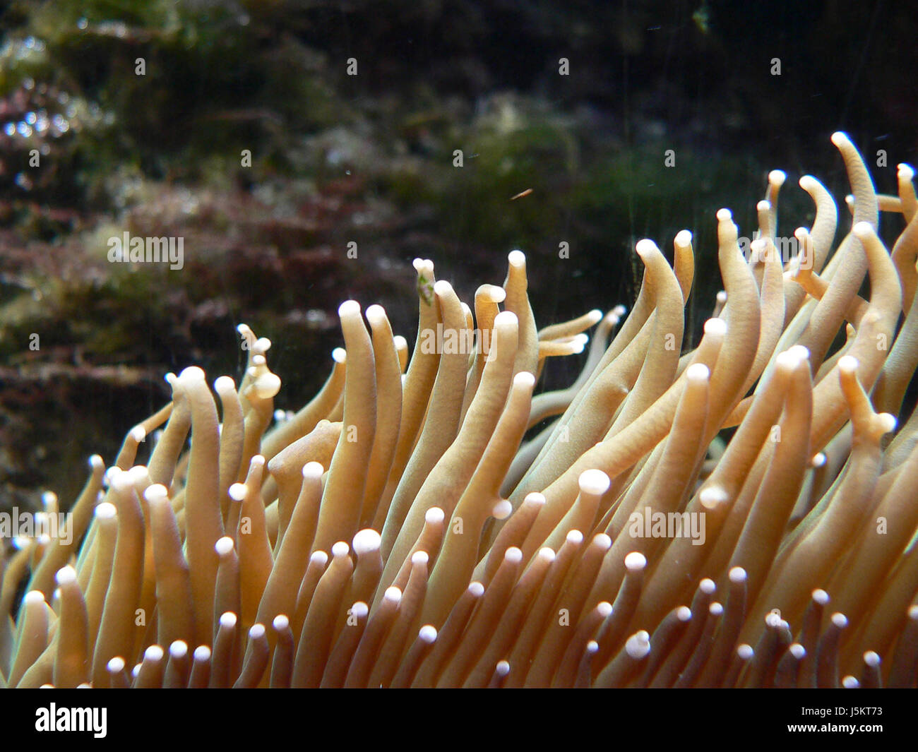 salt animal aquarium underwater exotic dive tropical reef salt water ...