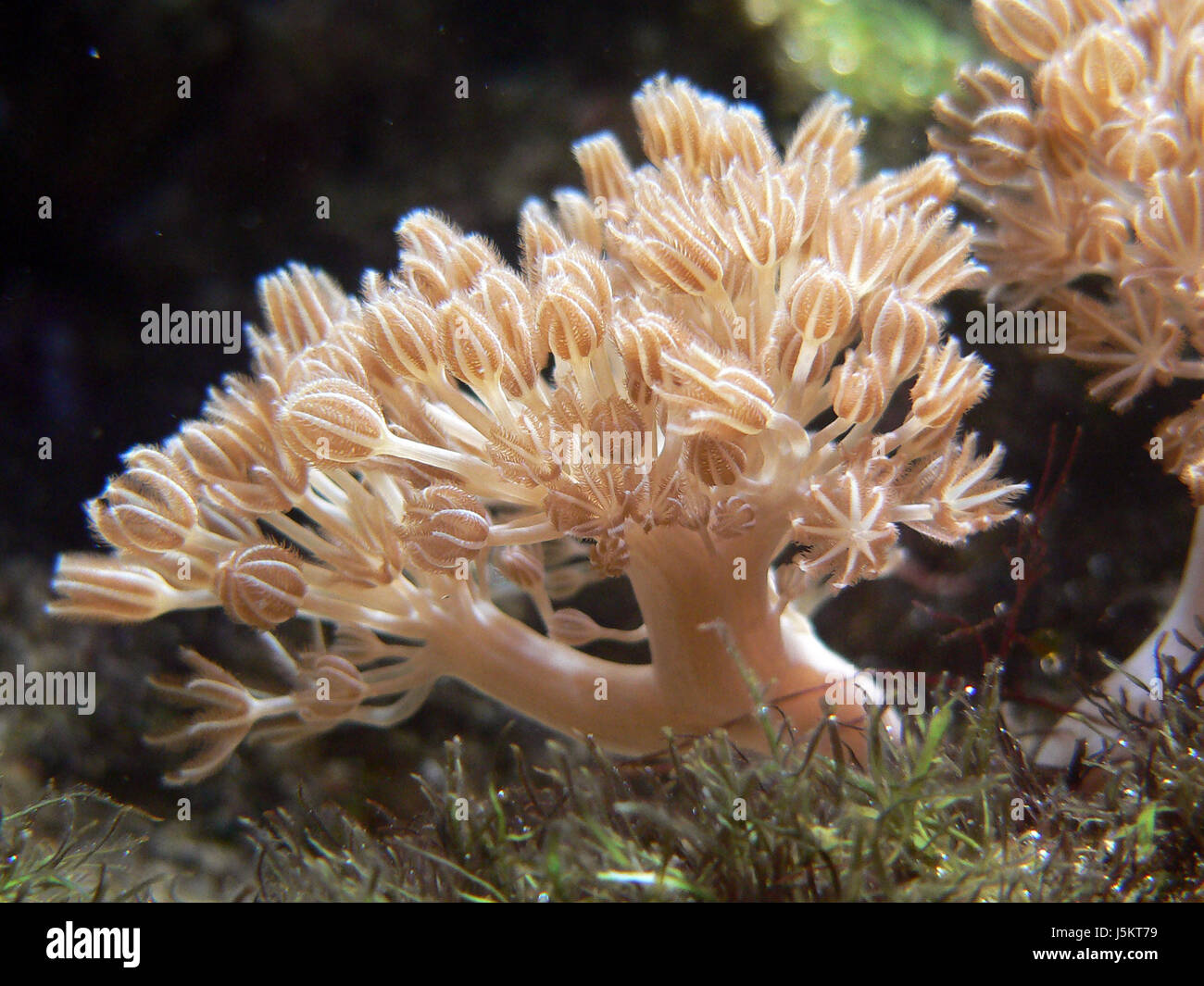 salt animal aquarium underwater exotic dive tropical reef salt water ...