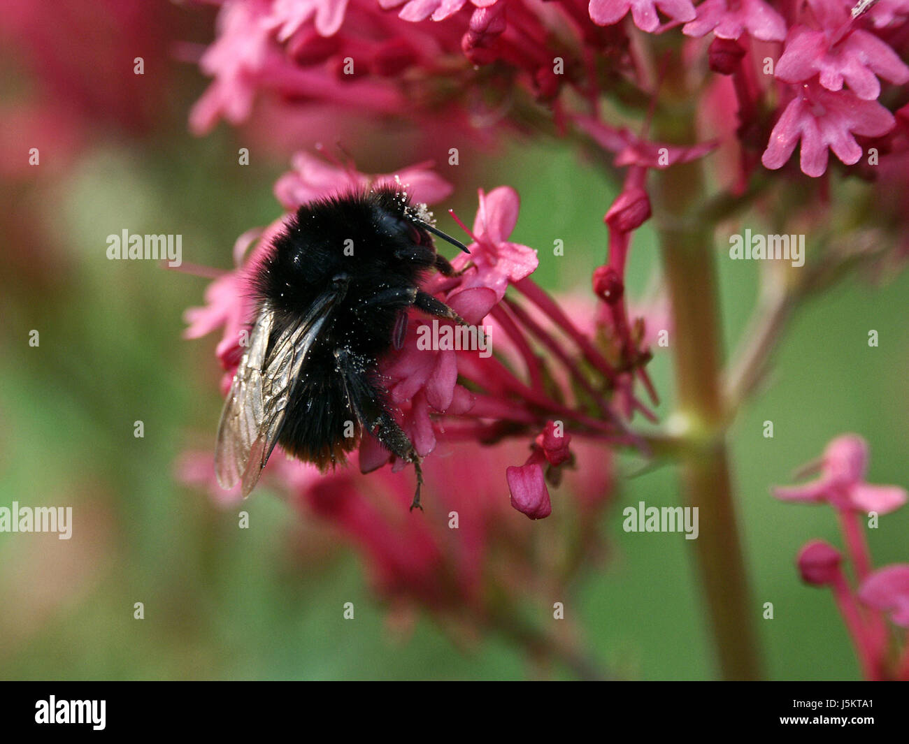 animal insect flower plant green bumblebee bloom blossom flourish ...