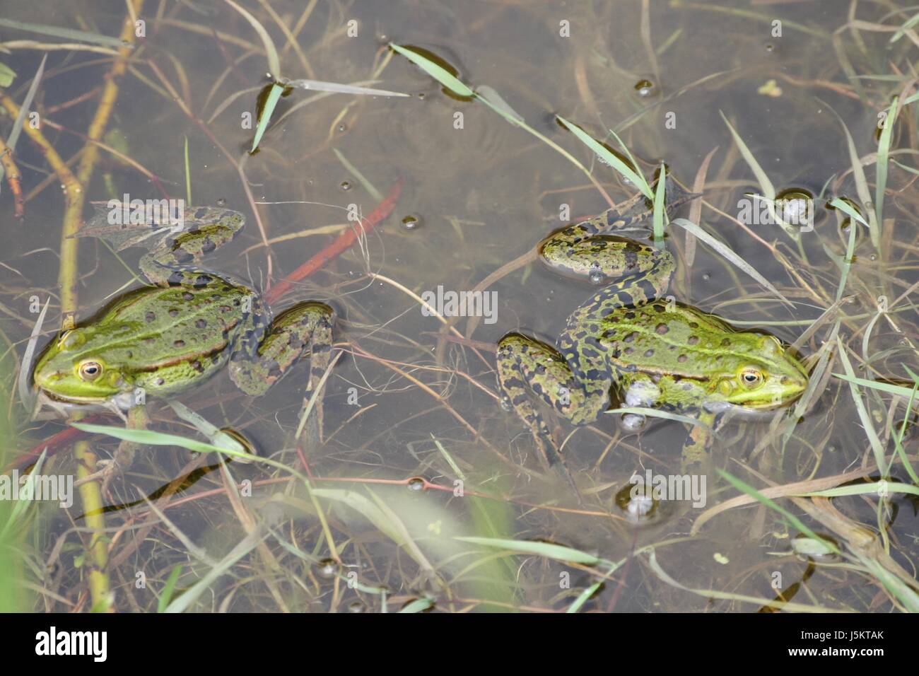 waters animal amphibian green fauna animals flora algae amphibians frog ...