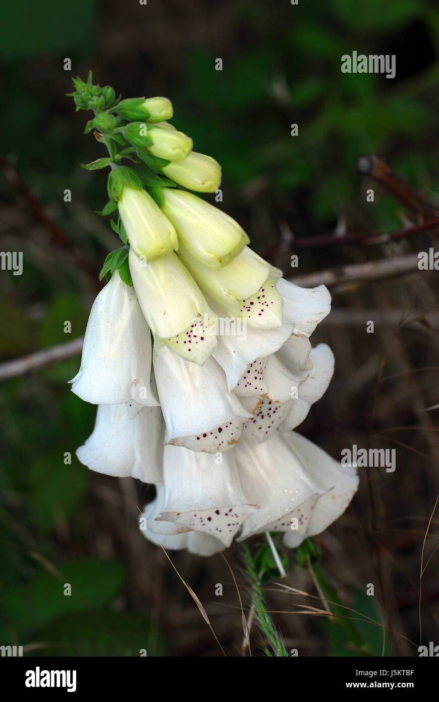 plant thimble digitalis shrub medicinal plant whiter shrubs sapiently ...