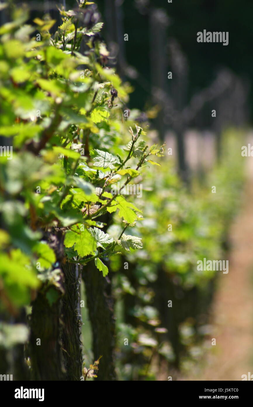 line hand vine grape vine grape-vine mountain grapes bunches of grapes ...