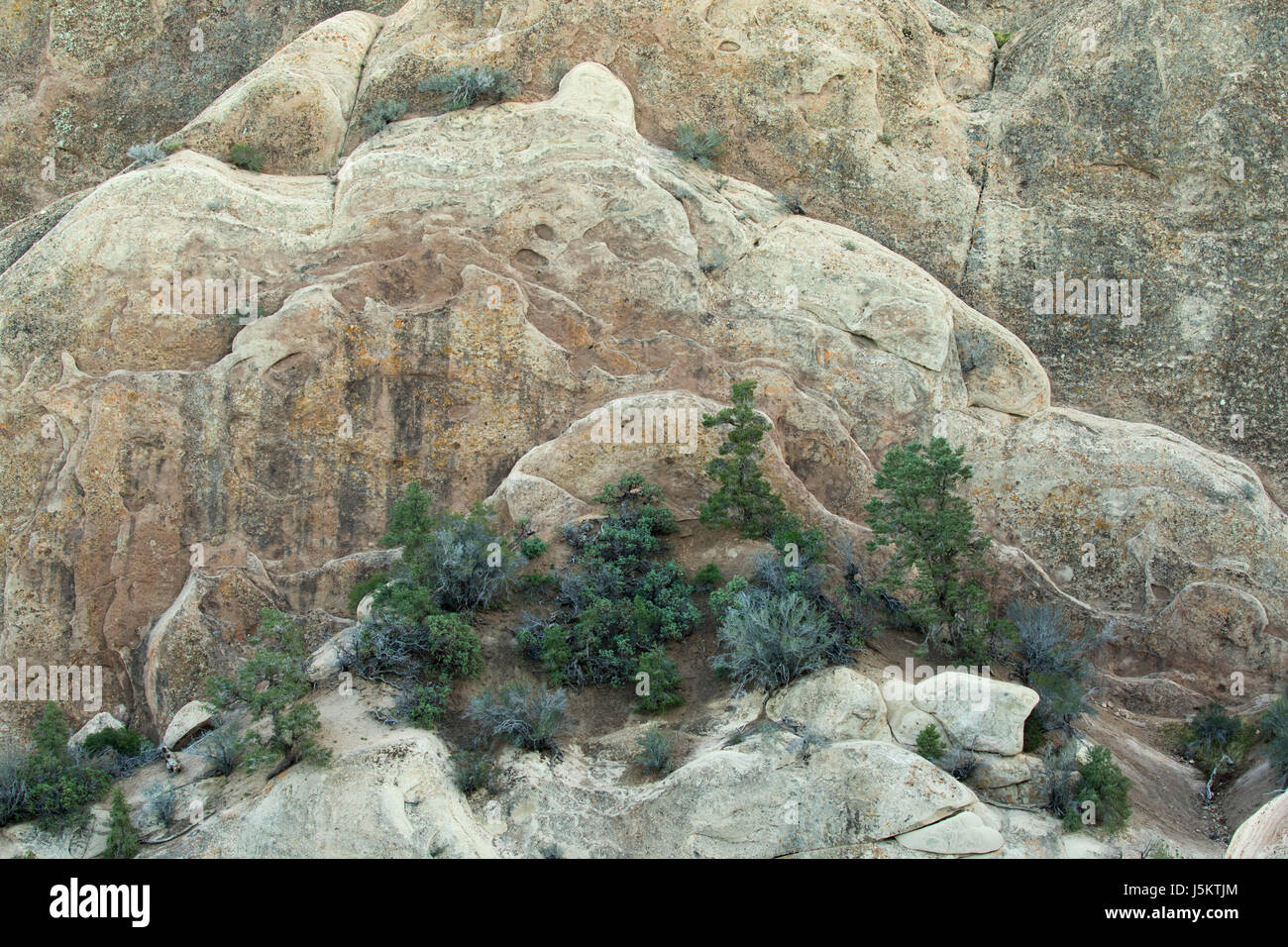 Sandstone outcrop with pinyon pine, Devils Punchbowl County Park ...