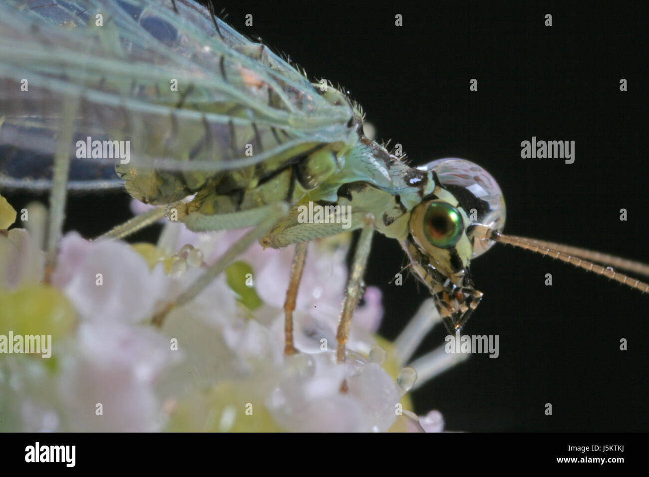 insect insects green wing fly antenna water drop waterdrop water drop ...