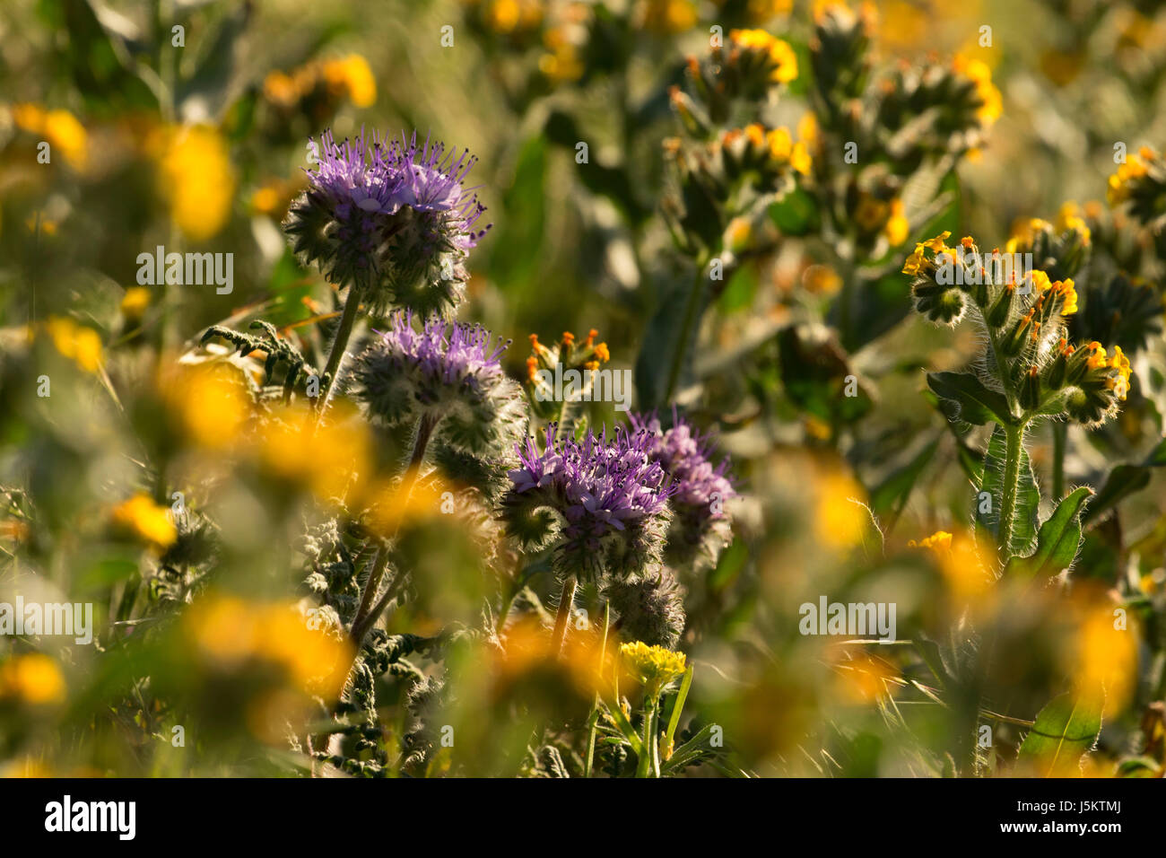 Phacelia with fiddleneck (Amsinckia douglasiana), Antelope Valley ...