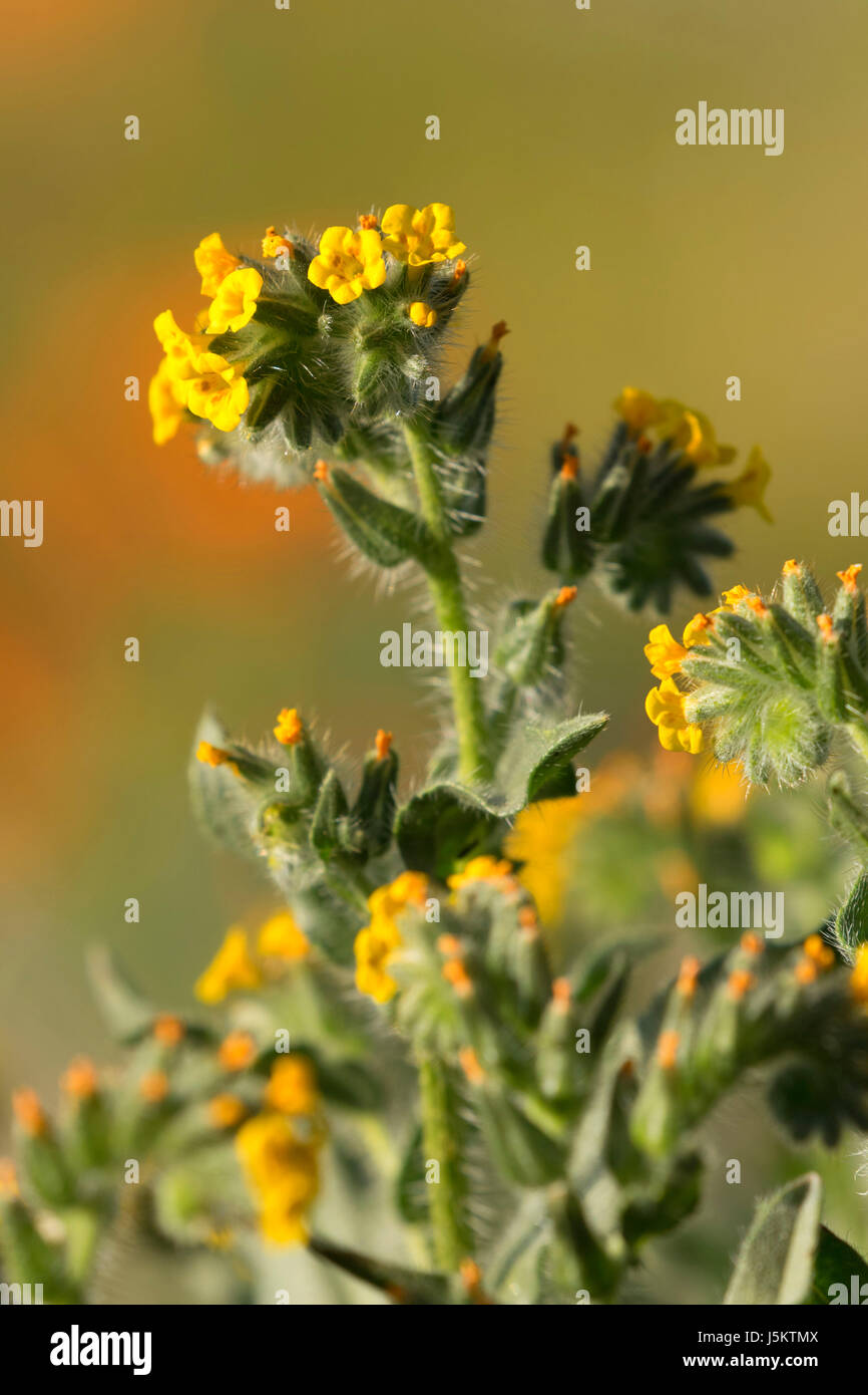 Fiddleneck (Amsinckia douglasiana), Antelope Valley California Poppy ...