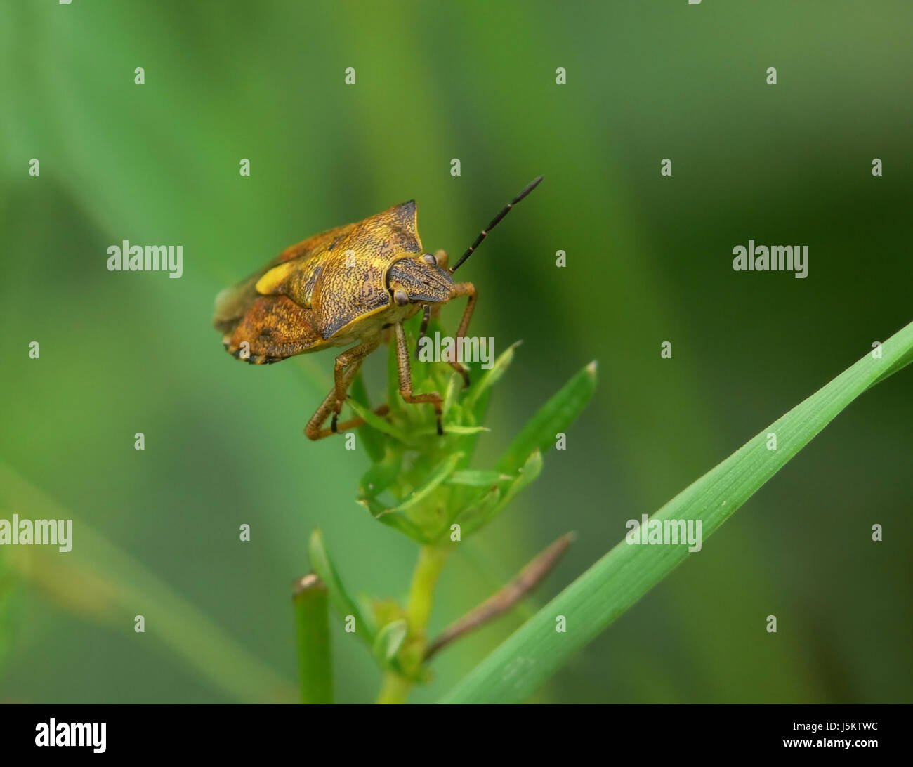 bug park garden stalk antenna proboscis bug gardens climber dummy ...