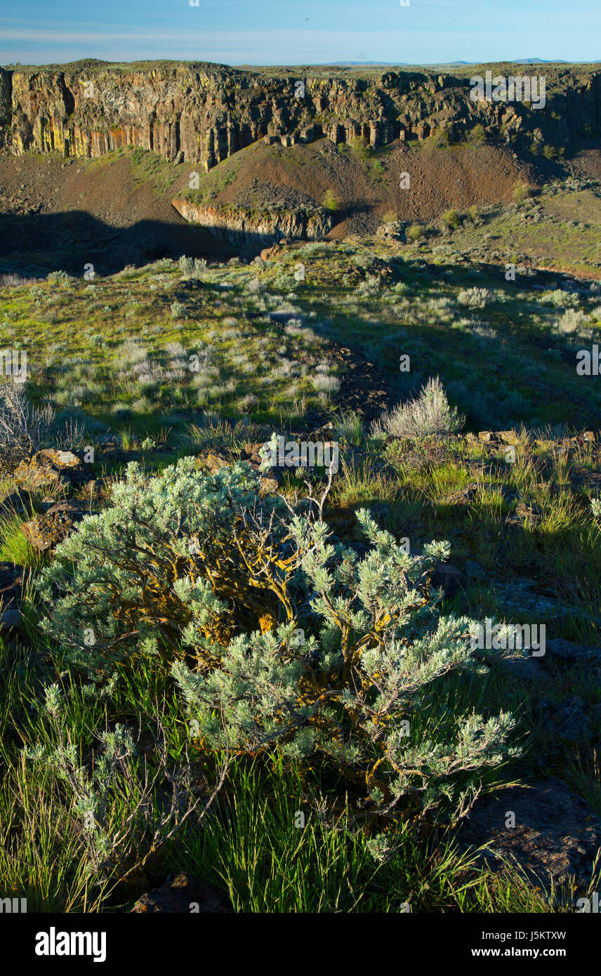 Sagebrush along Ancient Lake Trail, Quincy Lakes Unit - Desert Basin ...