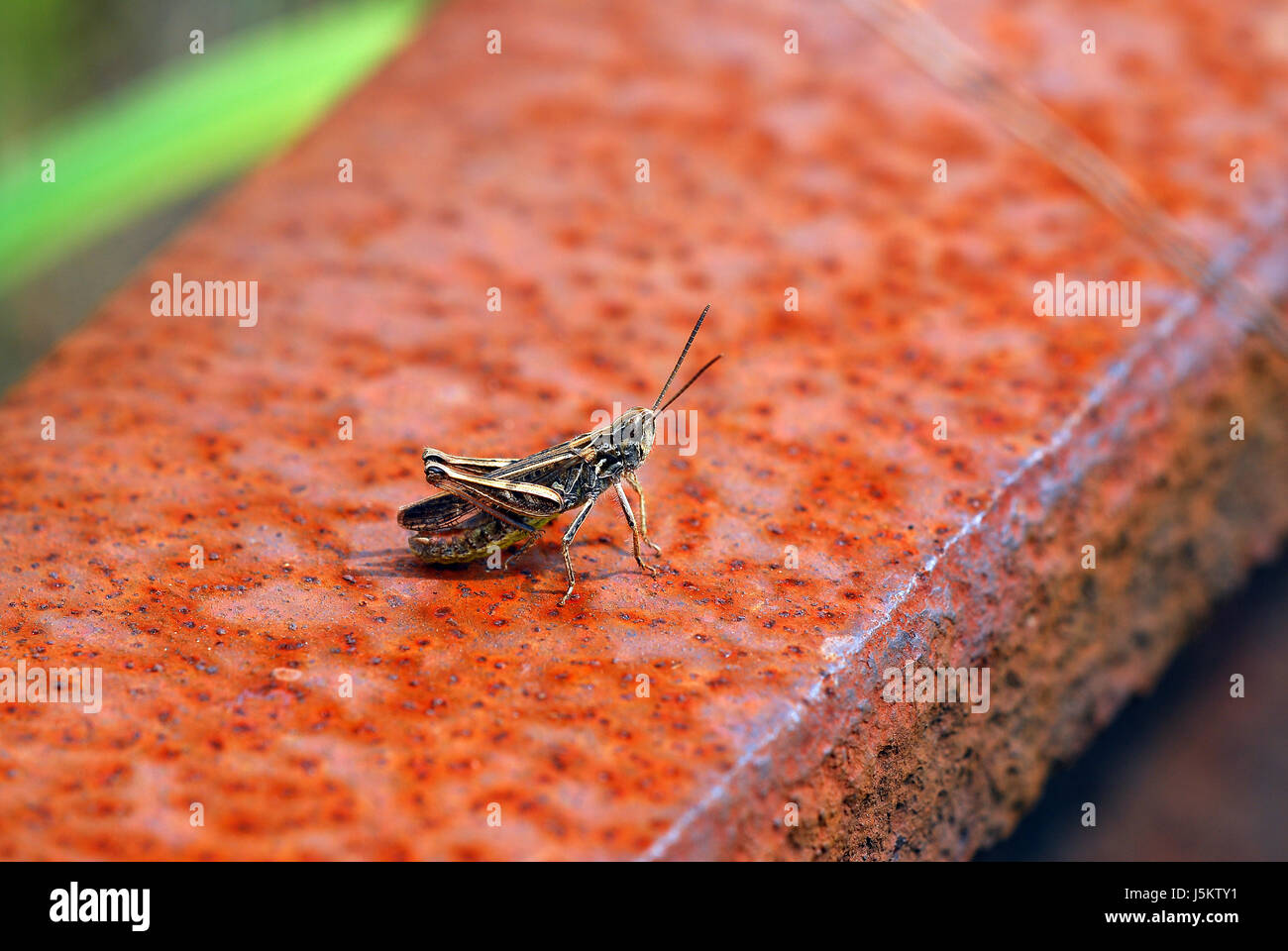 plant insect insects green grasshopper cricket grill barbecue barbeque ...