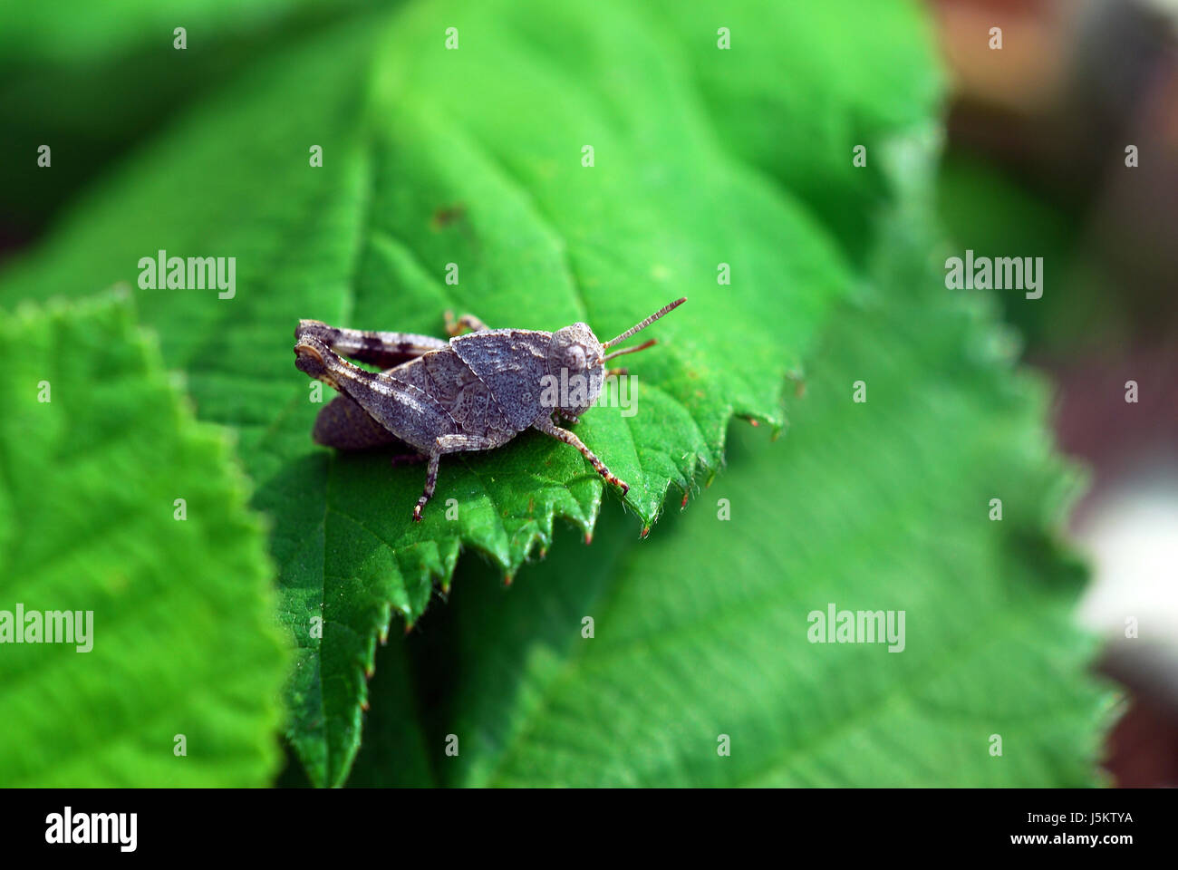 plant insect insects green grasshopper cricket grill barbecue barbeque ...