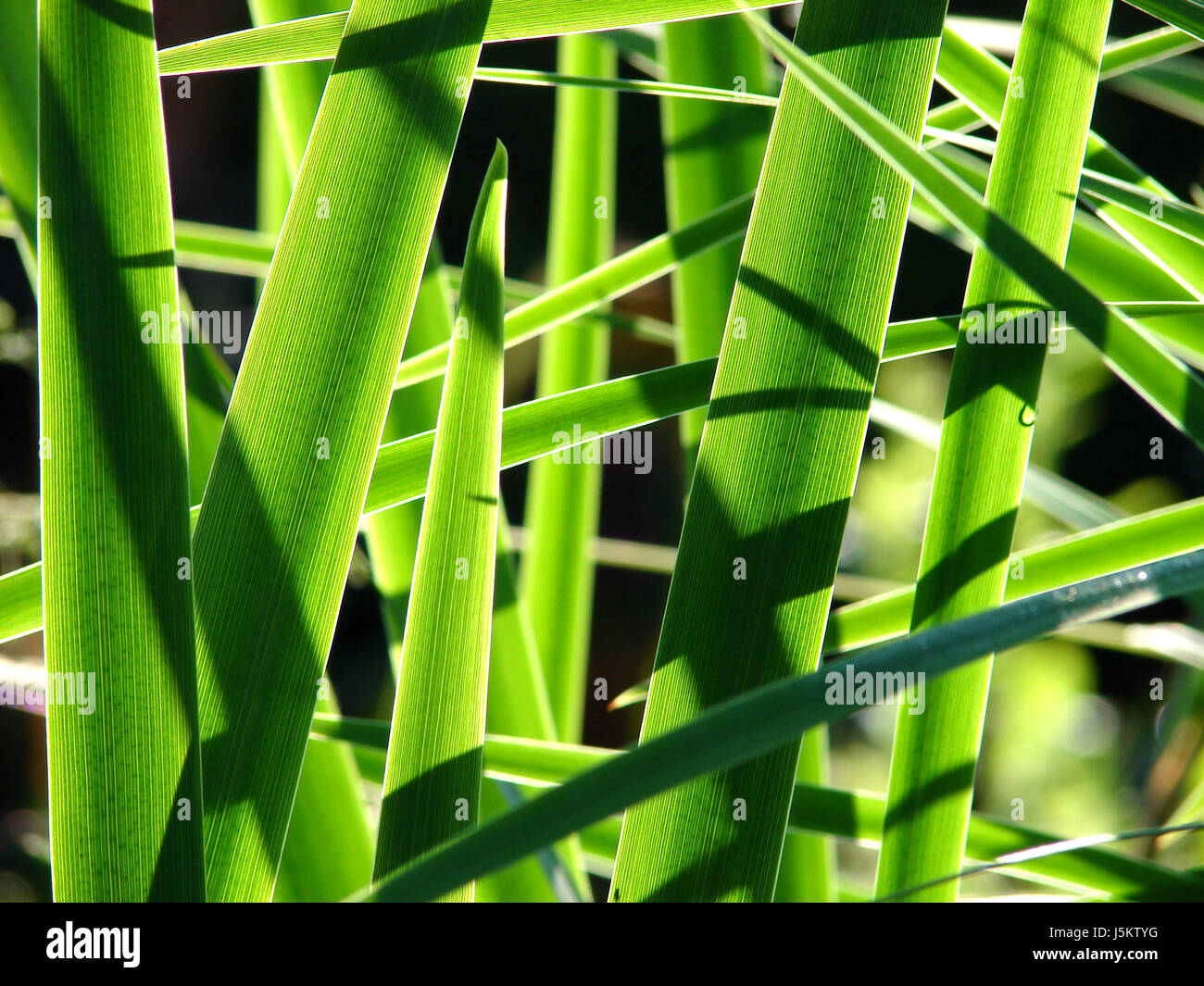 plant green leaves lily jungle counter-light shine shines bright lucent ...