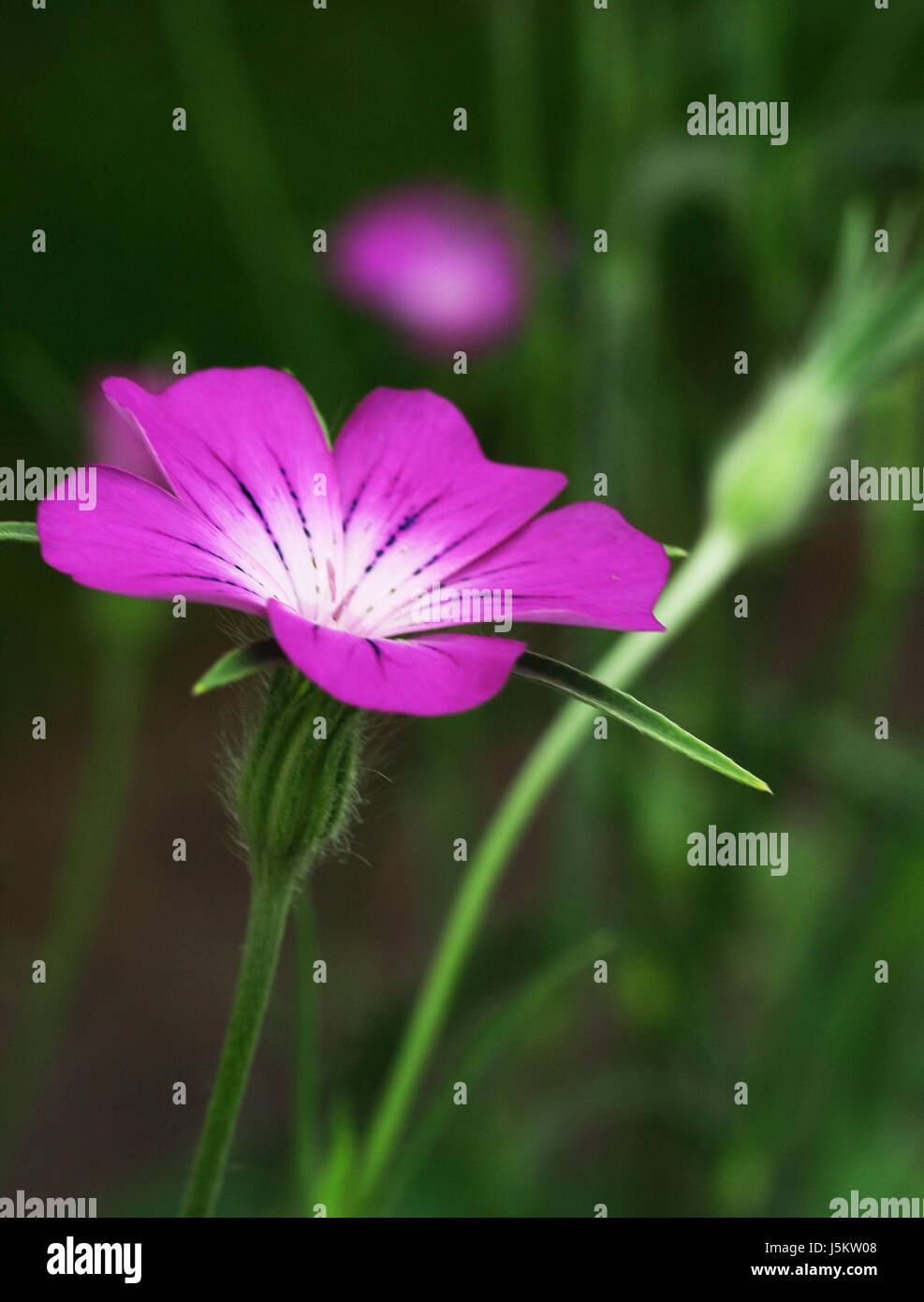 Rade flower hi-res stock photography and images - Alamy