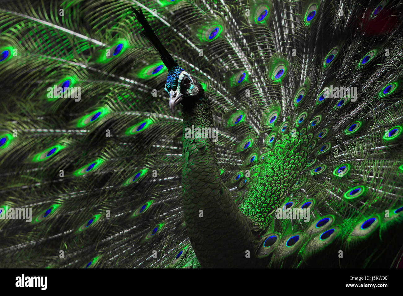 Mating pose hi-res stock photography and images - Alamy