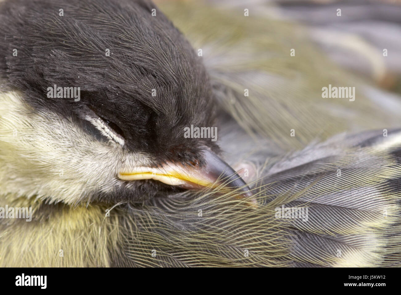 eyes dream feathers beak feathering tired cub baby faint titmouse great ...