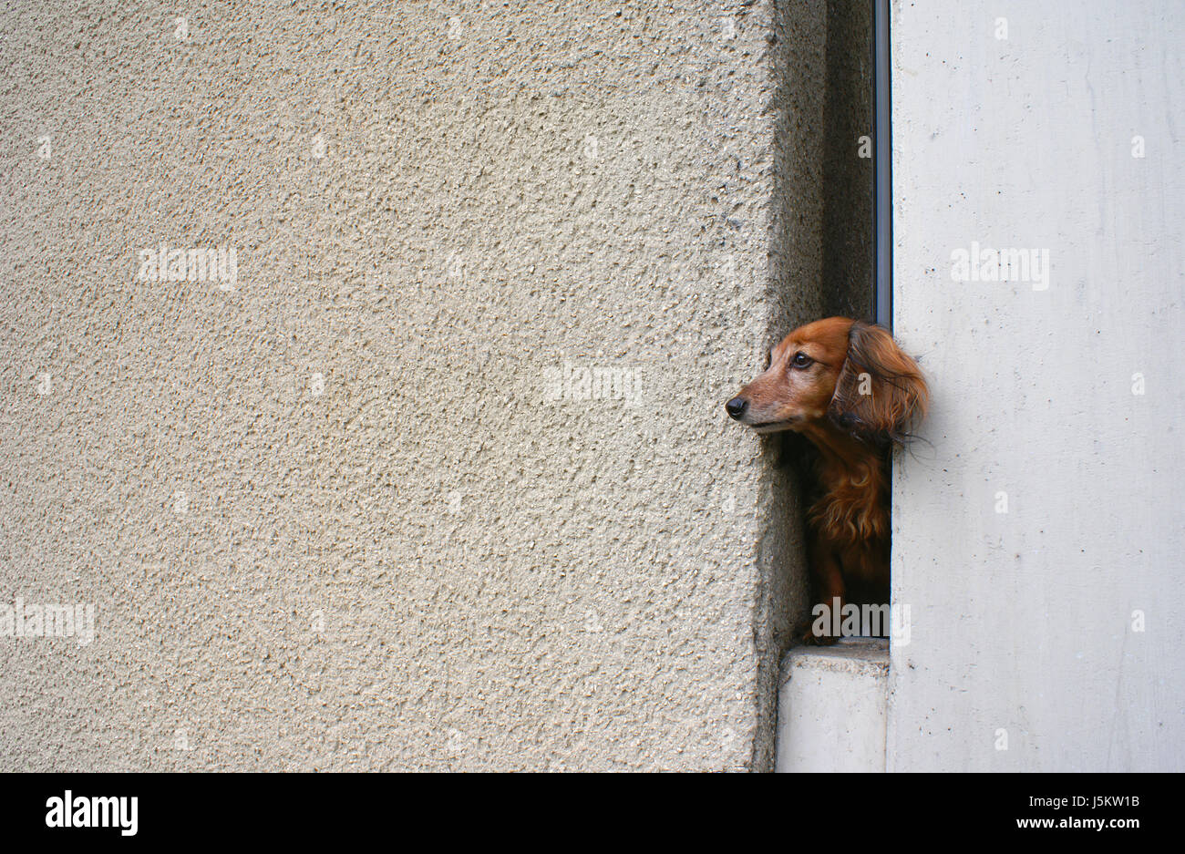 dachshund looking around the corner Stock Photo - Alamy