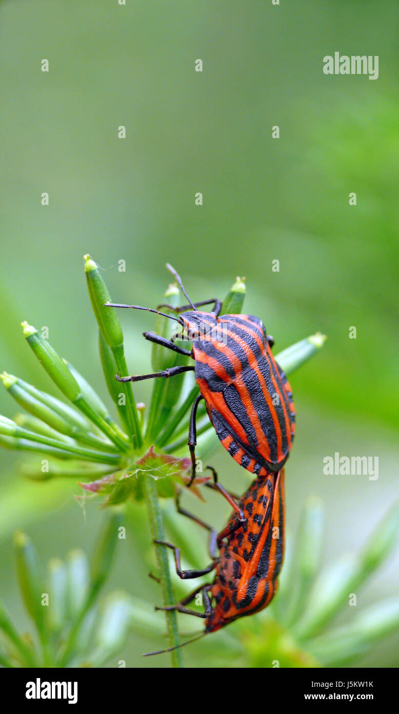 Streif hi-res stock photography and images - Alamy