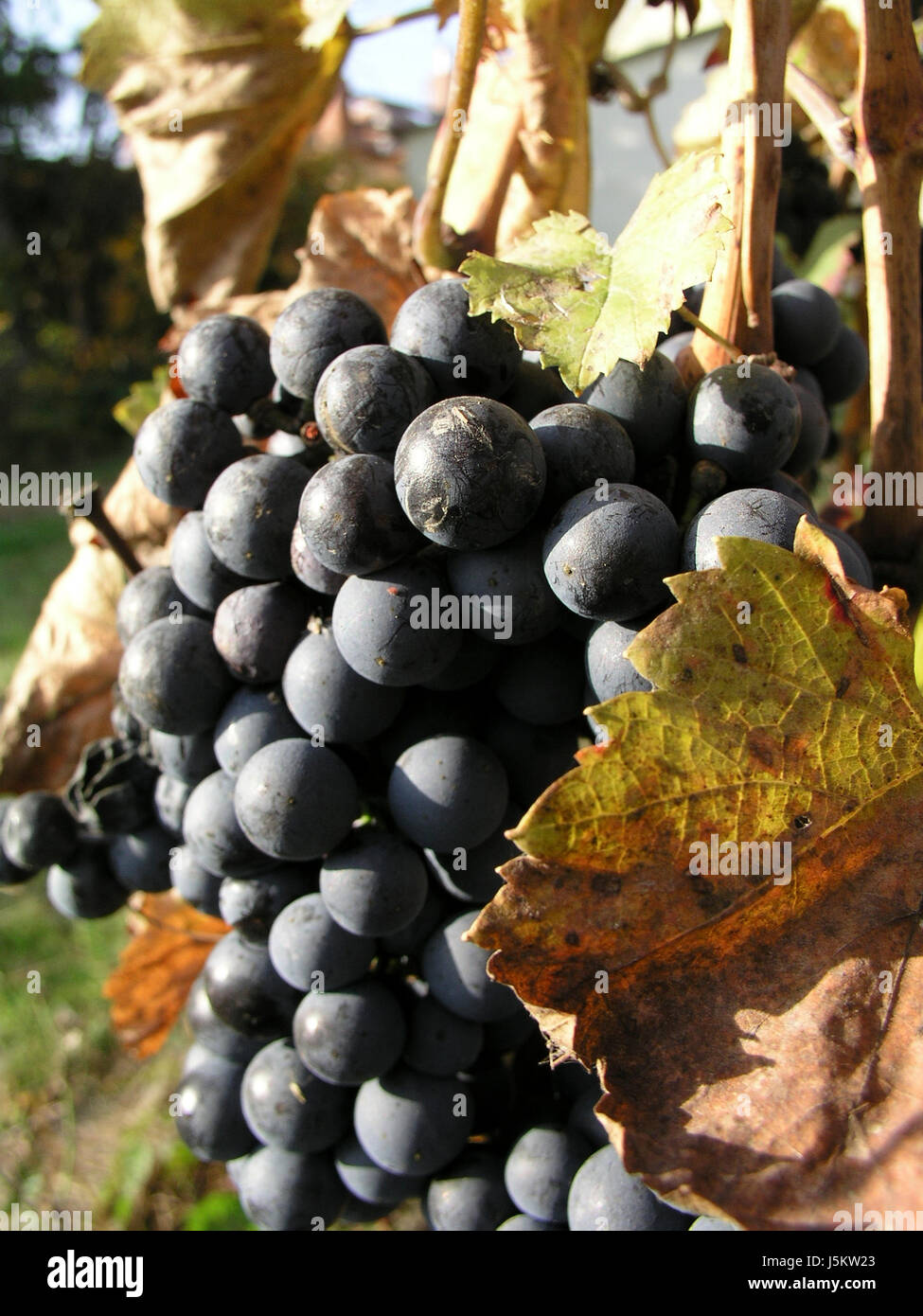 vintage vineyard viticulture vine grape vine grape-vine fall autumn ...
