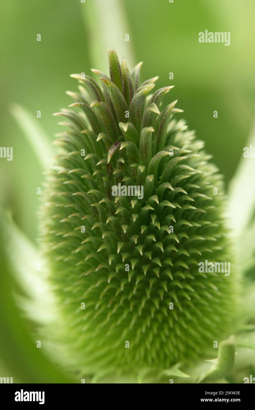 Weberkarde hi-res stock photography and images - Alamy