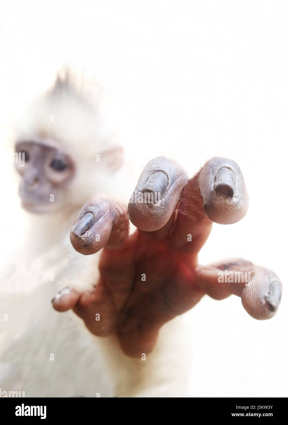 Monkey finger hi-res stock photography and images - Alamy