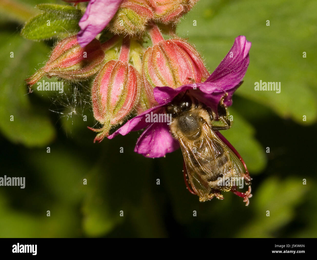 plant flower insects bloom blossom flourish flourishing animals honey ...