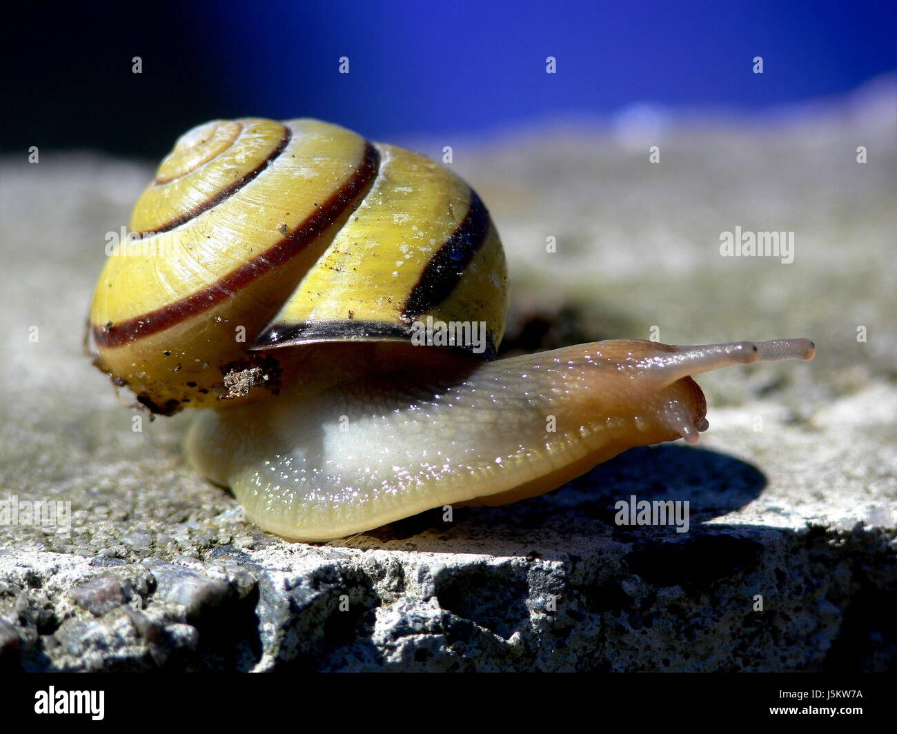 house building stone animal field transport snail snail shell antenna ...